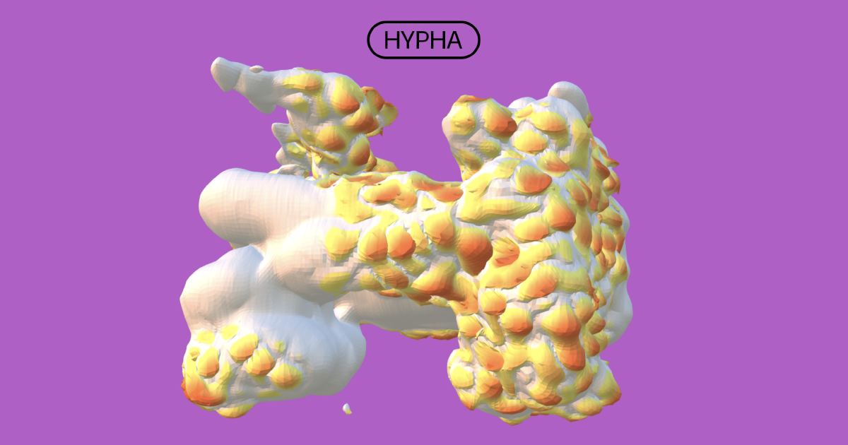 Hypha